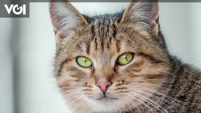 Mengenal 5 Ekspresi Kucing Dilihat dari Gerakan Matanya