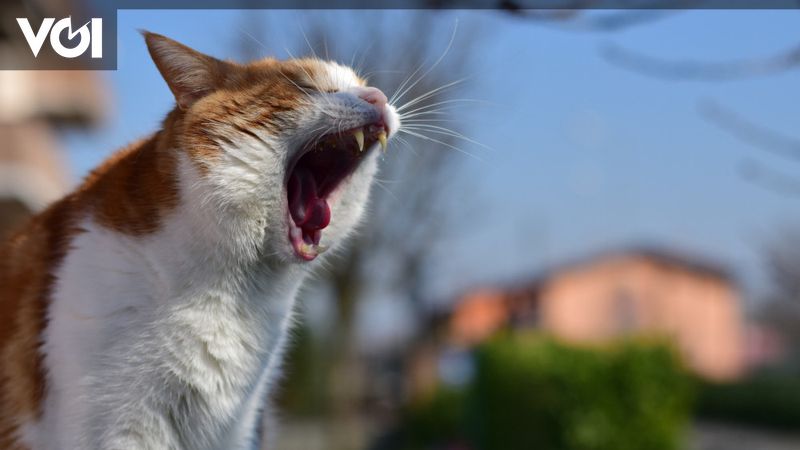 Ciri-Ciri Kucing Rabies dan Cara Mengenalinya