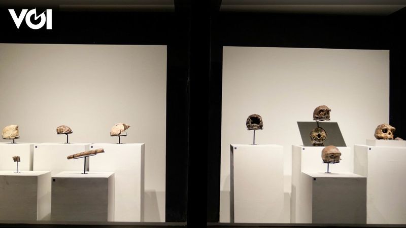 Pameran 130 Tahun Pithecanthropus erectus Perkuat Posisi Indonesia ...
