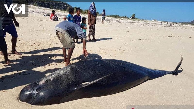 Dozens Of Pilot Whales Stranded On The Coast Of NTT