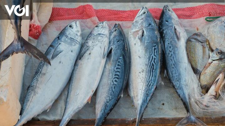 9 Ikan yang Mengandung Merkuri Tinggi, Batasi Jika Ingin Mengonsumsi 9 Ikan yang Mengandung Merkuri Tinggi, Batasi Jika Ingin Mengonsumsi