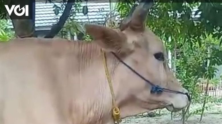 Ribuan Sapi di Lampung Selatan Terjangkit Penyakit LSD Ribuan Sapi di Lampung Selatan Terjangkit Penyakit LSD