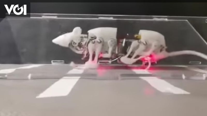 This Unique Rat Robot Can Save Human Lives From Natural Disasters