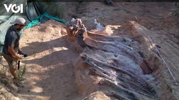 Terbesar di Eropa, Peneliti Temukan Sisa Fosil Dinosaurus Sauropoda ...