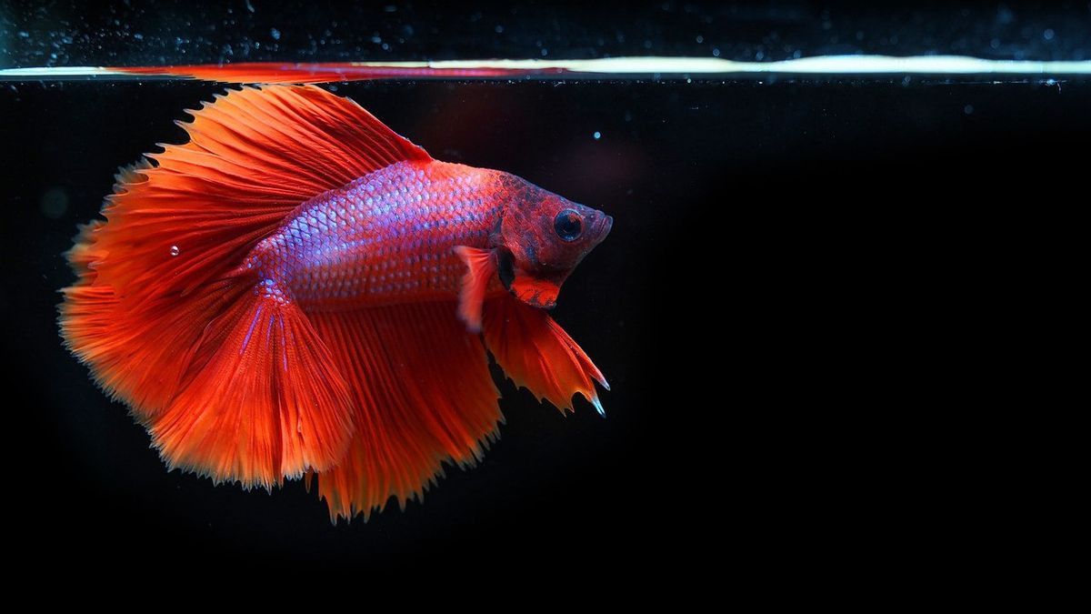 Ikan Hias Air Tawar yang Bisa Menjadi Pilihan untuk Dipelihara