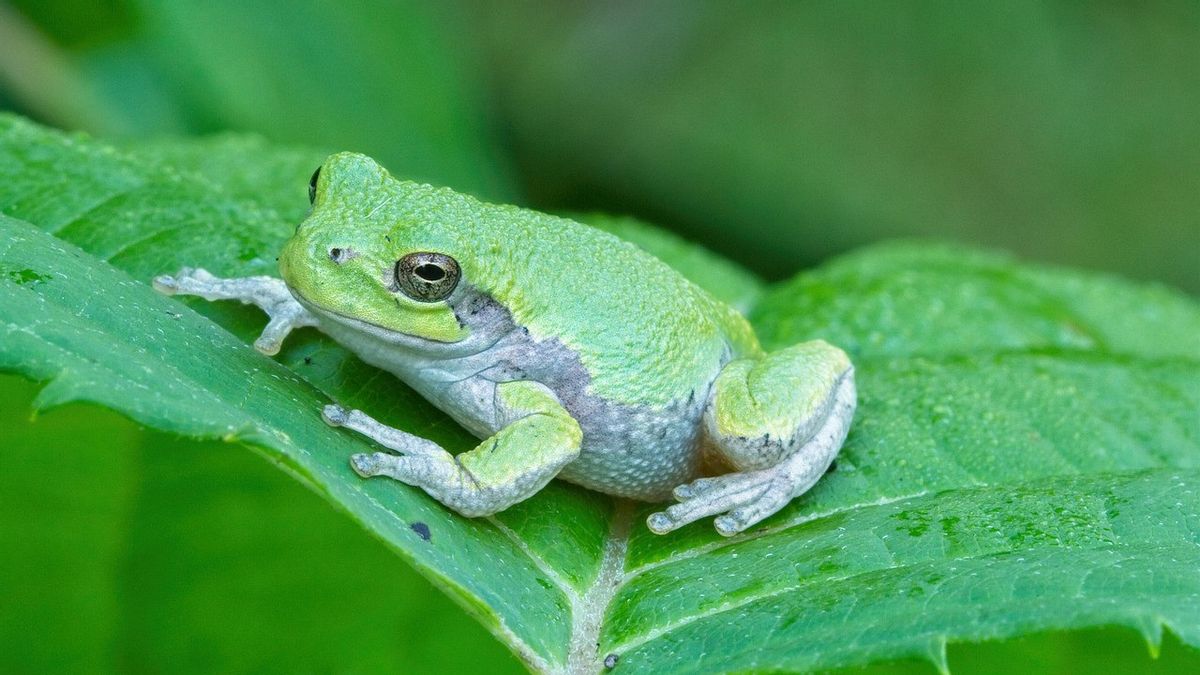 5 Makanan Kesukaan Katak di Alam Liar, Mau Pelihara?